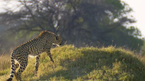 Male Cheetah Climbs Small Grassy Hill Stock Footage Video (100% Royalty ...