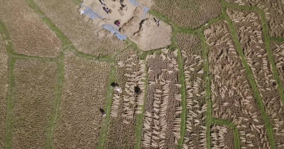 aerial shot workers gathering harvested rice Stock Footage Video (100% ...