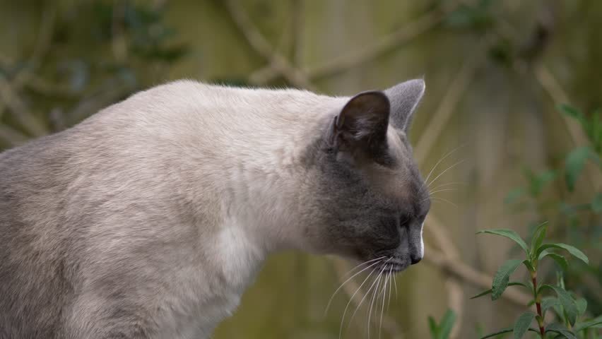 Cat (ragdoll British Short-hair Mix) Stock Footage Video (100% Royalty ...