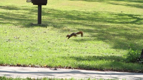 Friendly Squirrel Hopping Across Green Grass Stock Footage Video (100% ...