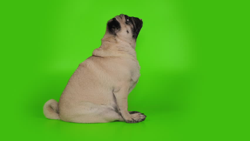 Cute Pug Dog Head Up, Stock Footage Video (100% Royalty-free ...