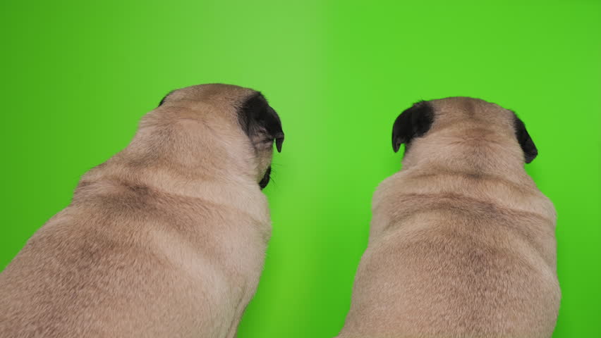 backside back view dog pug looking Stock Footage Video (100% Royalty ...