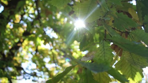 rich green leaves tree waving wind Stock Footage Video (100% Royalty ...