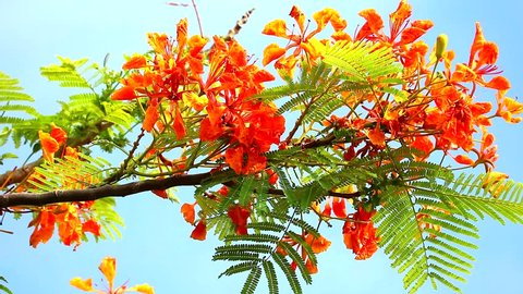 Rathu Maraflame Tree Flamboyant Native Tree Stock Photo 605941550 ...