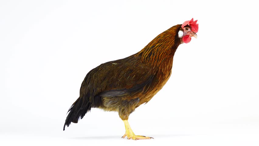 italian partridge chicken isolated on white Stock Footage Video (100% ...