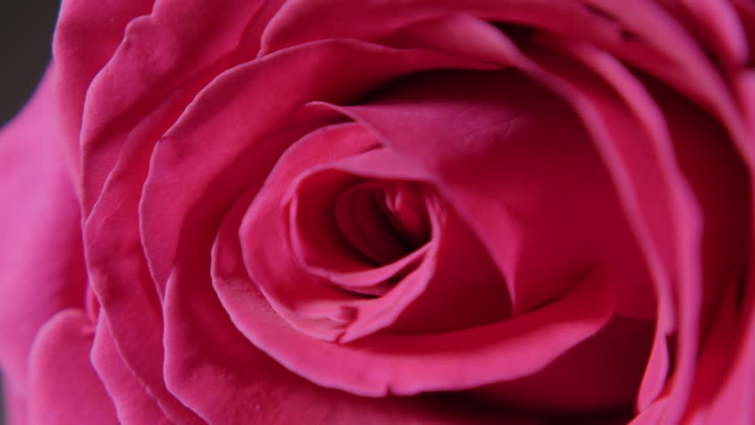 beautiful opening pink rose petals Stock Footage Video (100% Royalty ...