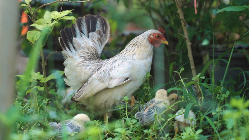hen cute little chickens free range Stock Footage Video (100% Royalty ...