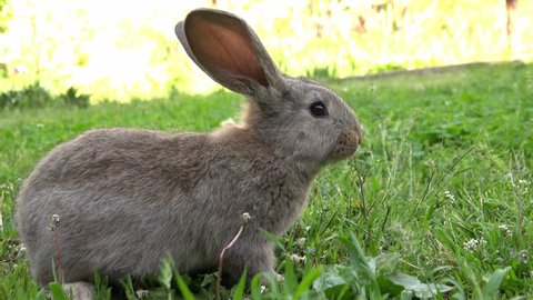 Very Cute Rabbit Spring Garden Stock Footage Video (100% Royalty-free ...