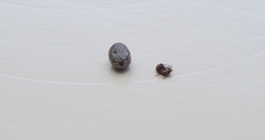 Three Ticks Laying Next Each Other Stock Footage Video (100% Royalty ...