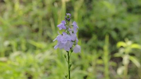 Pale Purple Texas State Flower Bluebonnet Stock Footage Video (100% ...