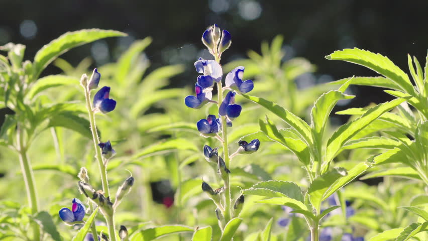 Iconic Dark Blue Purple Texas Stock Footage Video (100% Royalty-free ...