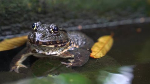 Fresh Frog Cooking Marketthailand Stock Footage Video (100% Royalty ...