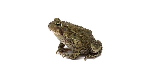 Dwarf American Toad Anaxyrus Americanus Charlesmithi Stock Footage ...