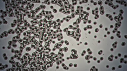 4k Cloning Bacteria Microscopic Cgi Plate Stock Footage Video (100% ...