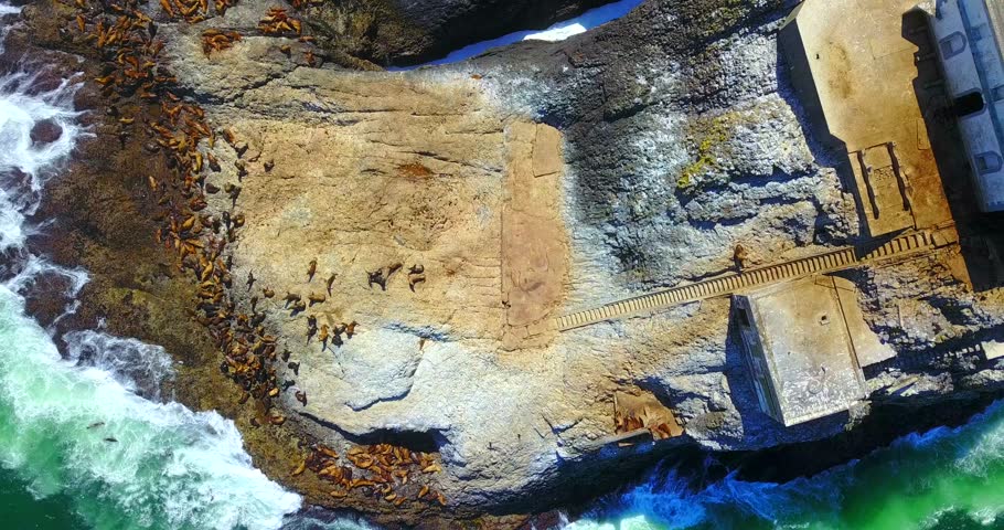 rock island lighthouse seals on shore Stock Footage Video (100% Royalty ...