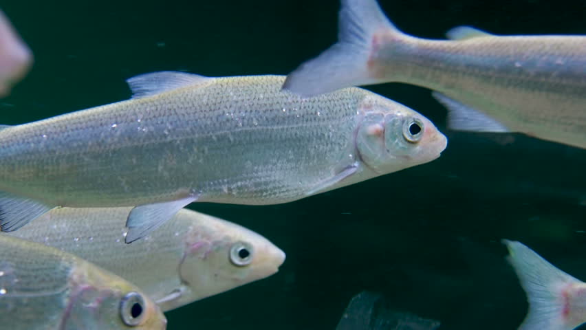 Flock of Silver Colored Fish Stock Footage Video (100% Royalty-free ...