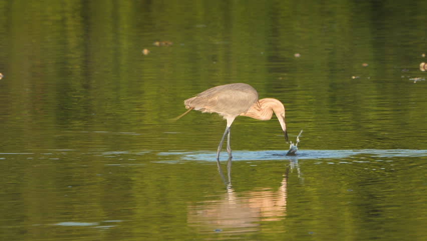 Reddish Egret image - Free stock photo - Public Domain photo - CC0 Images