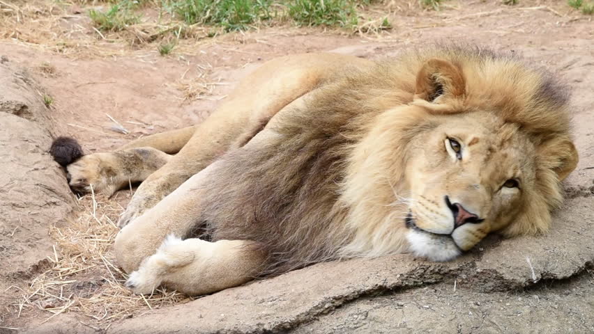 hd video male lion lying on Stock Footage Video (100% Royalty-free ...
