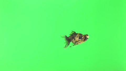 Green screen fish Stock Video Footage - 4K and HD Video Clips ...