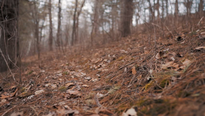Leafy Autumn forest floor image - Free stock photo - Public Domain ...
