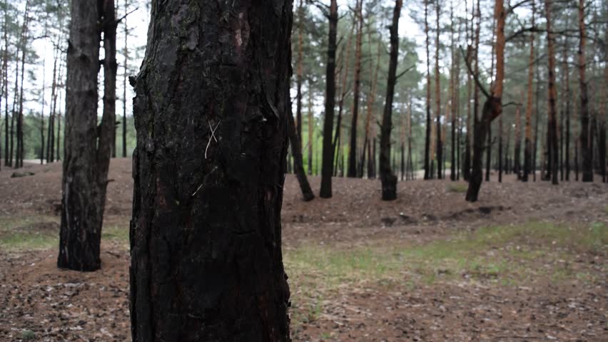 dark pine trees forest nature plants Stock Footage Video (100% Royalty ...