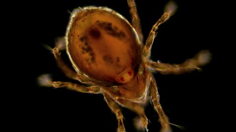 Oribatida Mite Acari Under Microscope Family Stock Footage Video (100% ...
