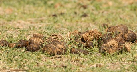 Zebra Poop Masai Mara Kenya Africa Stock Footage Video (100% Royalty ...