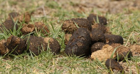 Zebra Poop Masai Mara Kenya Africa Stock Footage Video (100% Royalty ...