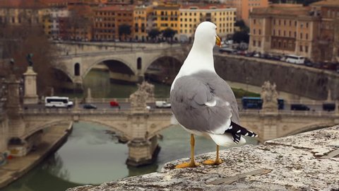 Two Scania Goose Swedish Breed Pond Stock Footage Video (100% Royalty ...