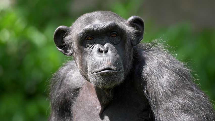 Close-up Shot of an Ape Stock Footage Video (100% Royalty-free ...