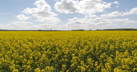 Blooming Rapeseed Field On Sunny Day Stock Footage Video (100% Royalty ...