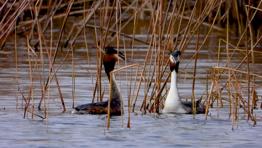 Great Crested Grebe Mating Dance Stock Footage Video (100% Royalty-free ...