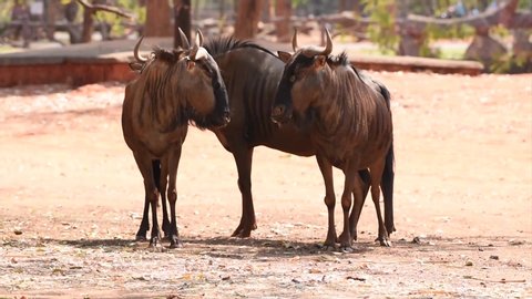 Team Roping Heading Heeling Rope Steer Stock Photo (Edit Now) 716258176