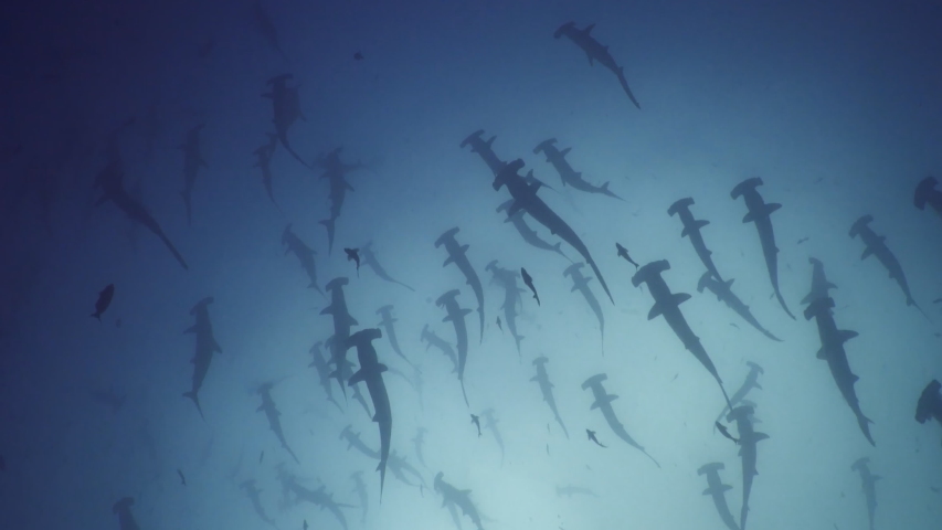 Shark parasite Stock Video Footage - 4K and HD Video Clips | Shutterstock