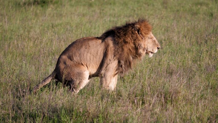 close view male lion approaching masai Stock Footage Video (100% ...