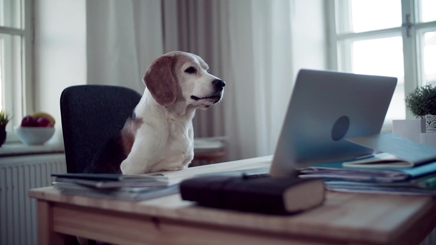 A Pet Dog Sitting On Stock Footage Video (100% Royalty-free) 1029550988 ...