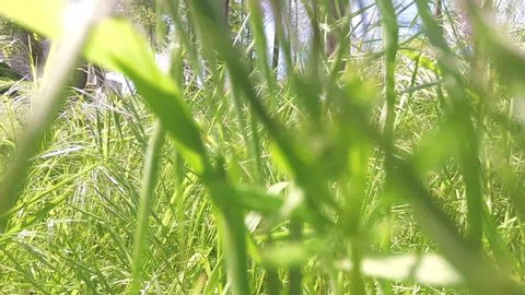 Camera Moving Through Tall Grass Lens Stock Footage Video (100% Royalty ...