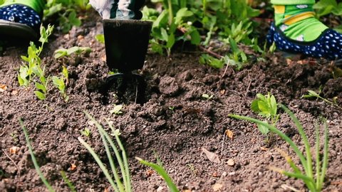 Weeding Soil Garden Garden Works Weeding Stock Footage Video (100% ...