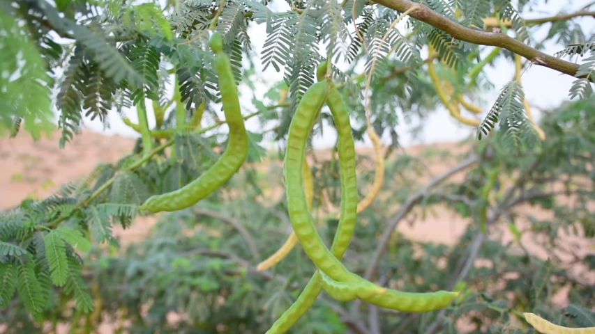 Green Ghaf Tree Prosopis Cineraria Peas Stock Footage Video (100% ...