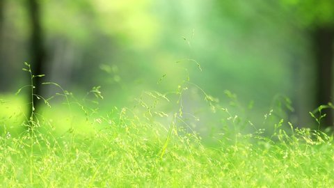 Zoom Out Grass Field Nature Background Stock Footage Video (100% ...