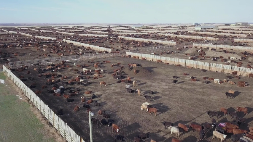 cattle pens large feedlot Stock Footage Video (100% Royalty-free ...