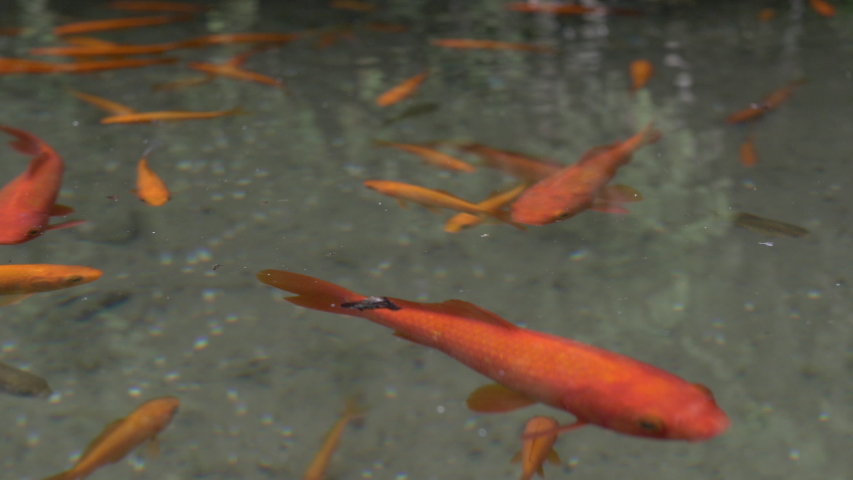 shoal orange fish pond small swimming Stock Footage Video (100% Royalty ...