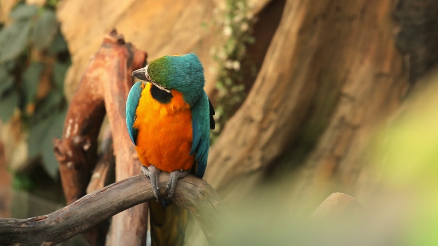 pair macaw parrots repeat each other's Stock Footage Video (100% ...