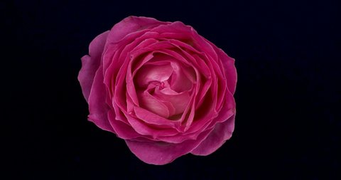 Rotating Red Rose Top Down Stock Footage Video (100% Royalty-free ...