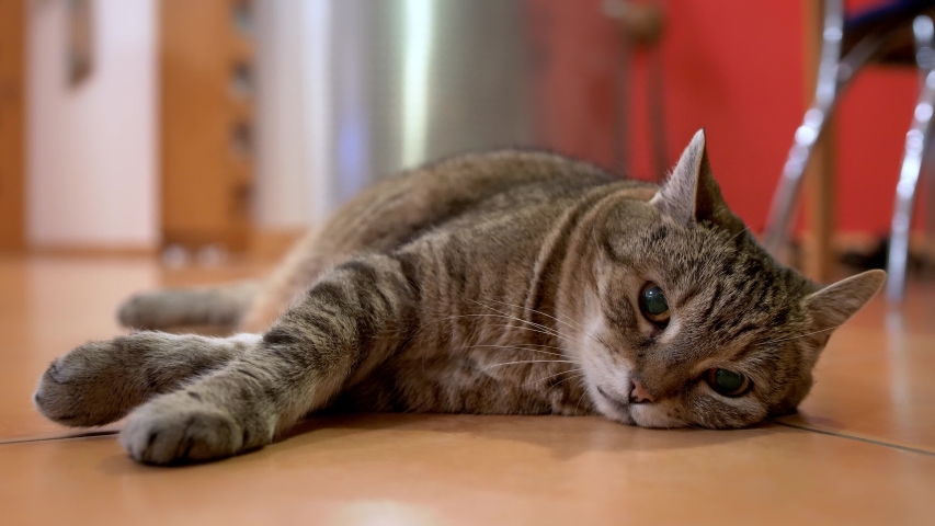 Brindle Tabby Cat Stock Video Footage - 4K and HD Video Clips ...