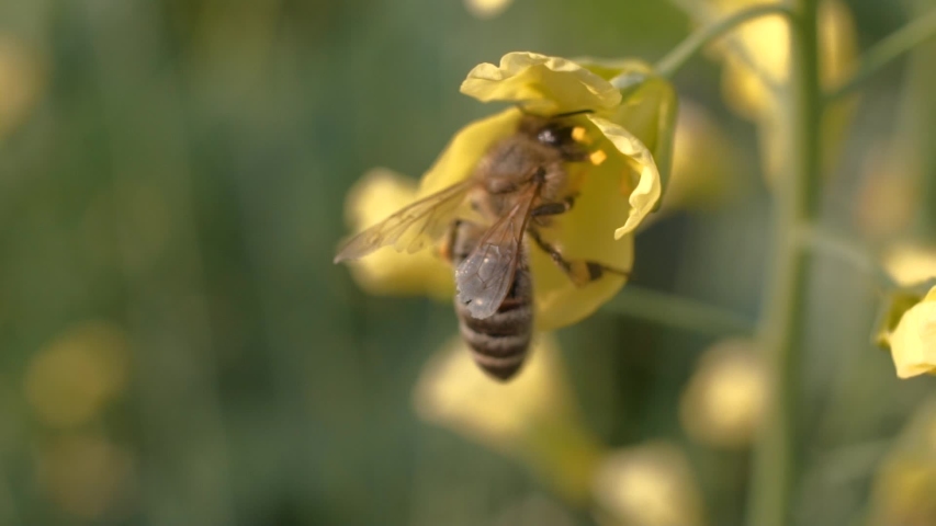 close video yellow-headed fly Stock Footage Video (100% Royalty-free ...