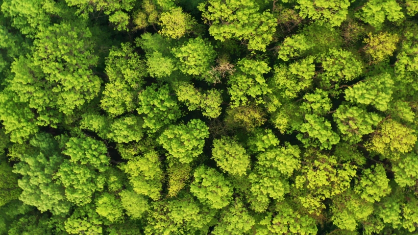aerial view dense green array trees Stock Footage Video (100% Royalty ...
