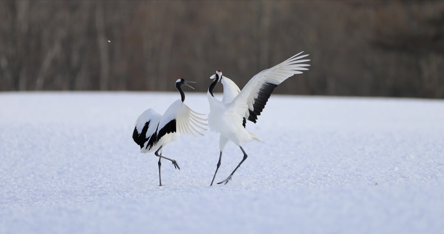 Dancing cranes Stock Video Footage - 4K and HD Video Clips | Shutterstock