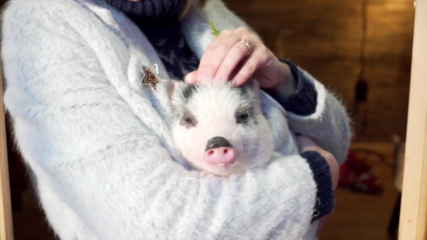 Pig nose ring Stock Video Footage - 4K and HD Video Clips | Shutterstock