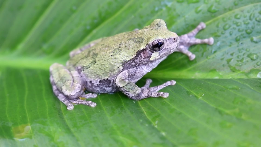 Gray Toad Stock Video Footage - 4K and HD Video Clips | Shutterstock